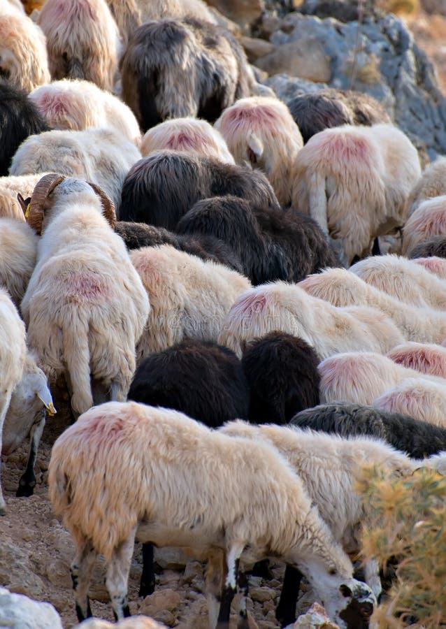 Many sheep grazing. stock image. Image of farming, europe - 61609151