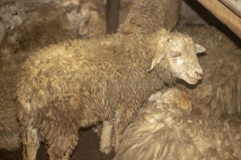 Many Sheep Live in Together Stock Image - Image of landscape, natural ...