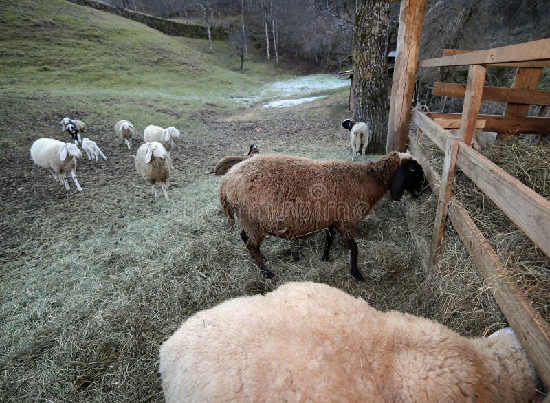 Sheep with Long Ears and Woolly Fleece Stock Image - Image of sheep ...