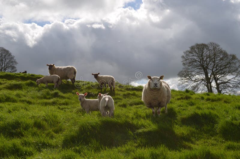 Many Sheep Roaming a Field on a Beautiful Day Stock Photo - Image of ...