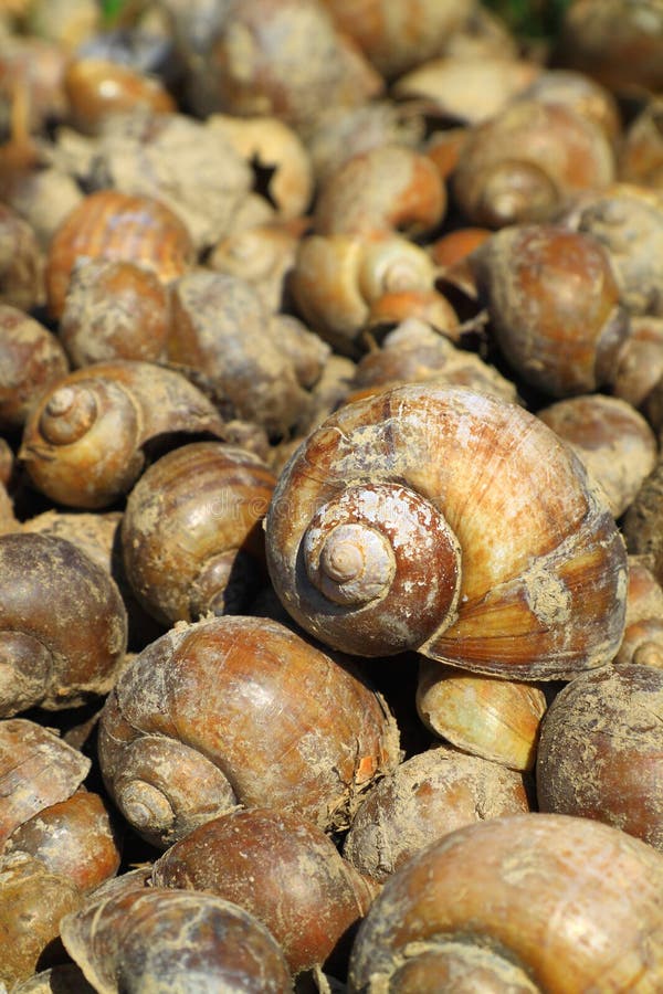 Many shell carcass stock image. Image of brown, circle - 22494201