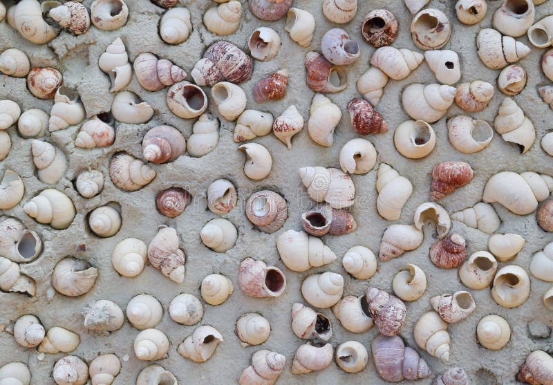 Many Shell Carcass on the Wall Stock Photo - Image of textured, design ...