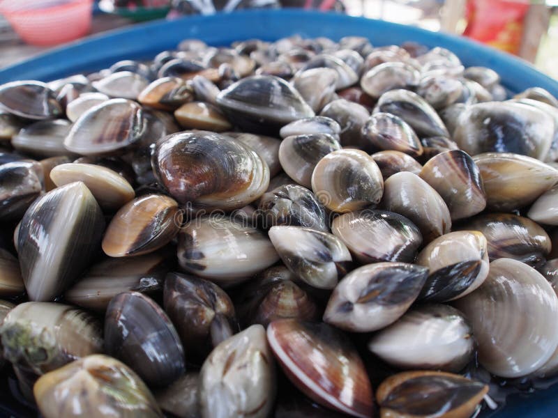 The Many Shellfish is Fresh from the Sea Stock Photo - Image of marine ...