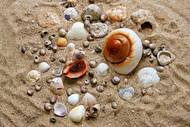 Many shells stock image. Image of small, nature, twist - 1227049