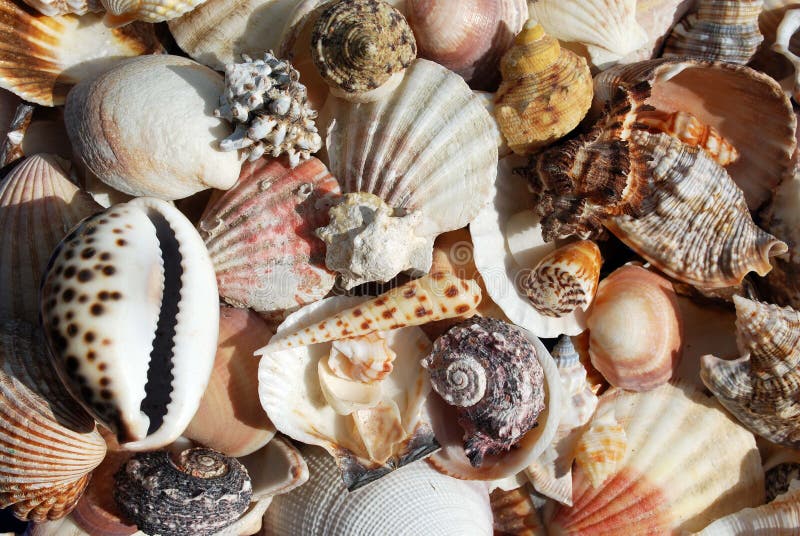 Seashells & Starfish stock image. Image of shore - 17961309