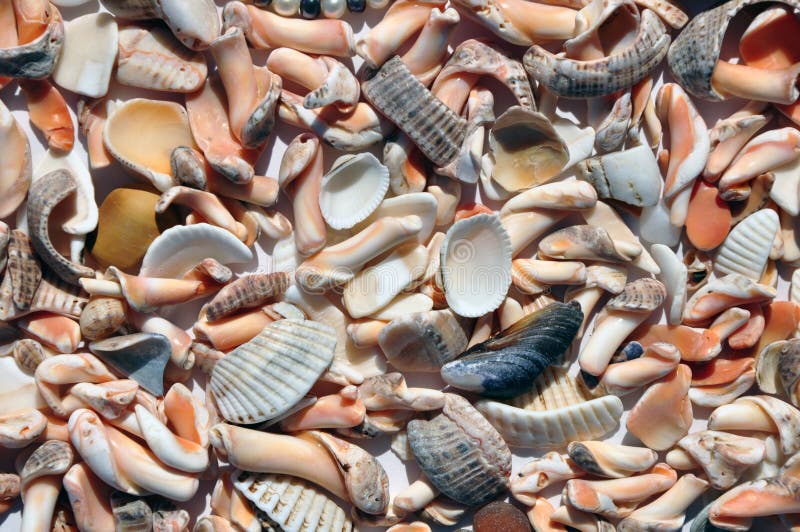 Many shells. stock image. Image of nature, shell, seashells - 30504181