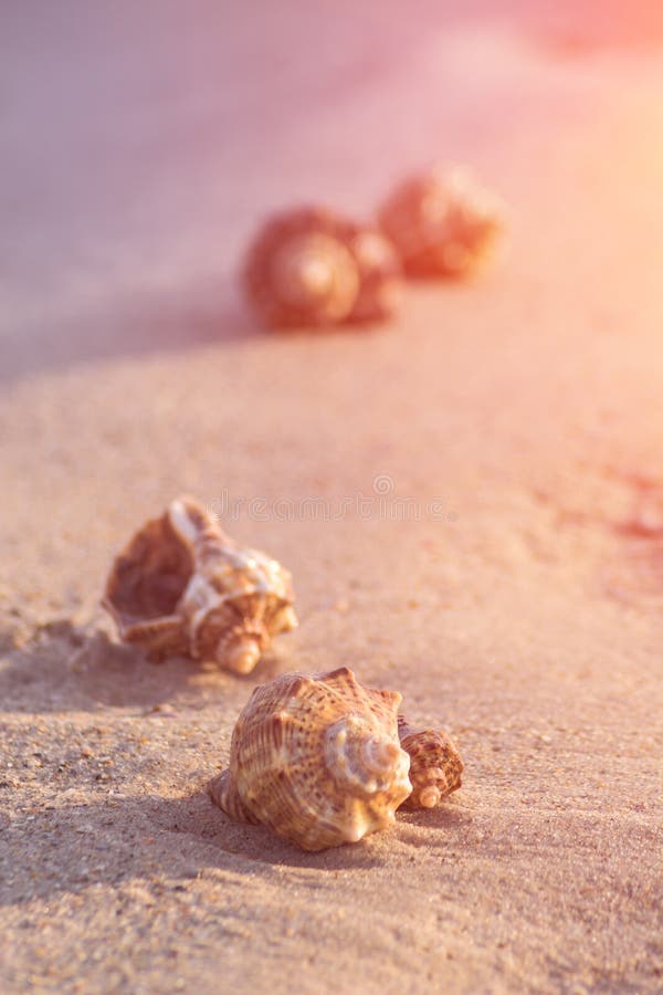 Many shells on a beach stock photo. Image of cancun, copy - 84105552