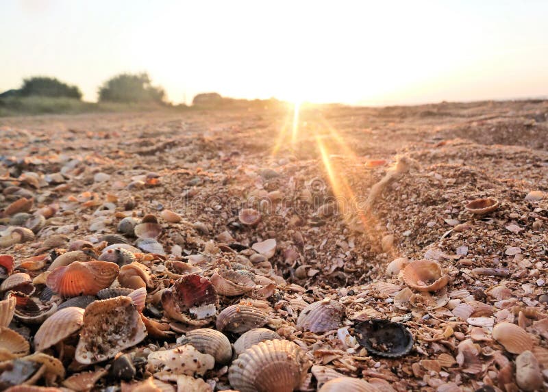 Many Shells on the Beach Sunset Stock Photo - Image of shore, setting ...
