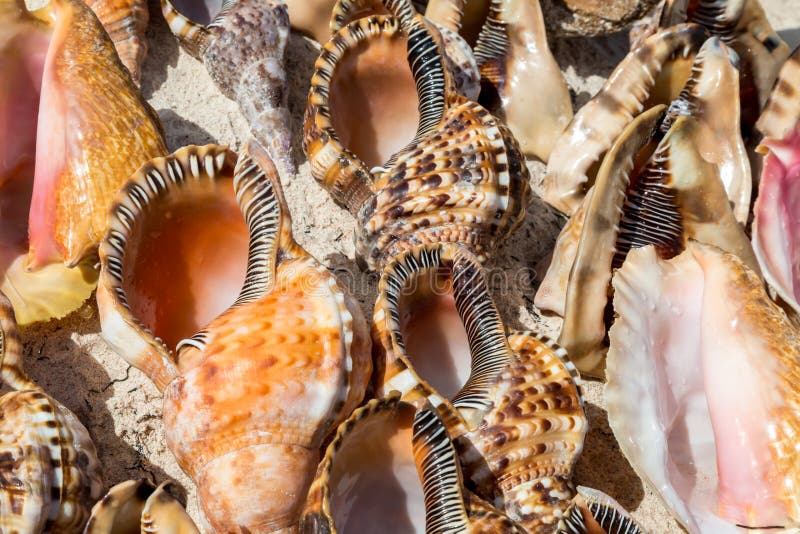 Many shells (conch) stock image. Image of snail, beach - 55332281