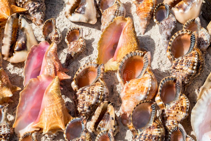 Many shells (conch) stock photo. Image of shell, casing - 55332376