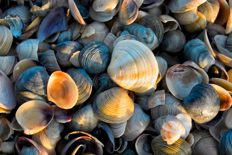 Shells Illuminated by the Sun Stock Photo - Image of blue, beach: 124927988