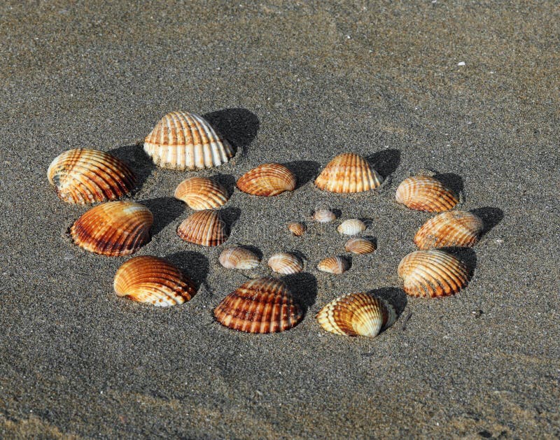 Many Shells of the Same Type that Form a Spiral from the Smalles Stock ...
