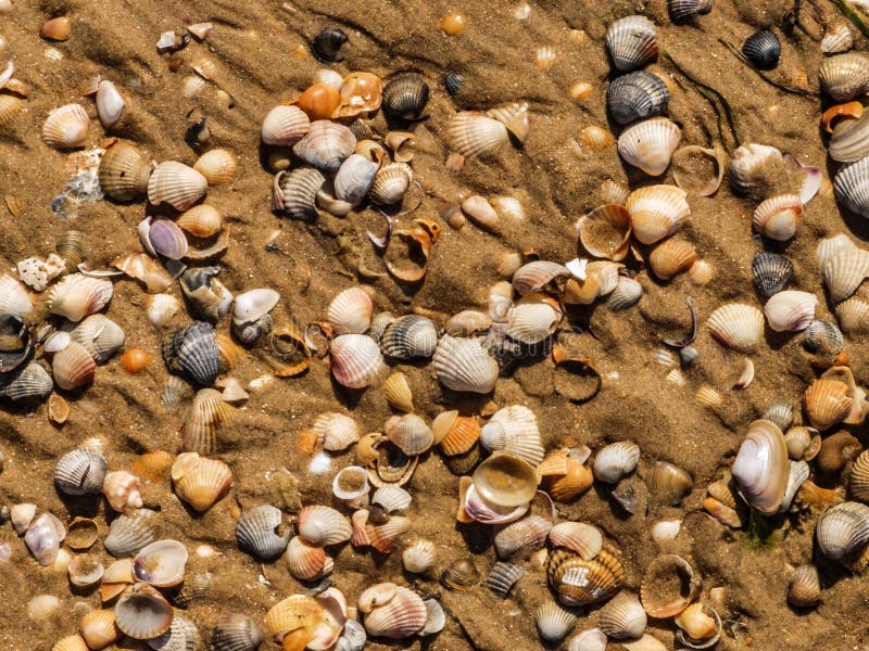 Many Shells in the Sand on the Beach Stock Image - Image of beach ...