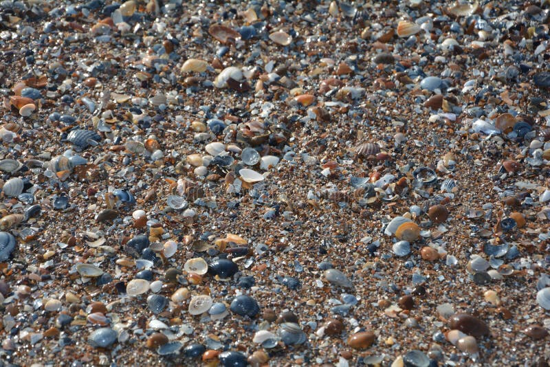 Many Shells on the Sand Beach Stock Image - Image of decoration ...