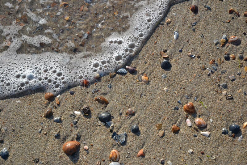 Many Shells on the Sand Beach with Wave Stock Image - Image of group ...