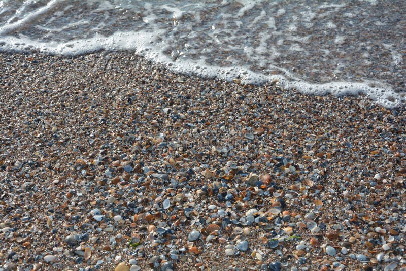 Many Shells on the Sand Beach with Wave Stock Image - Image of summer ...