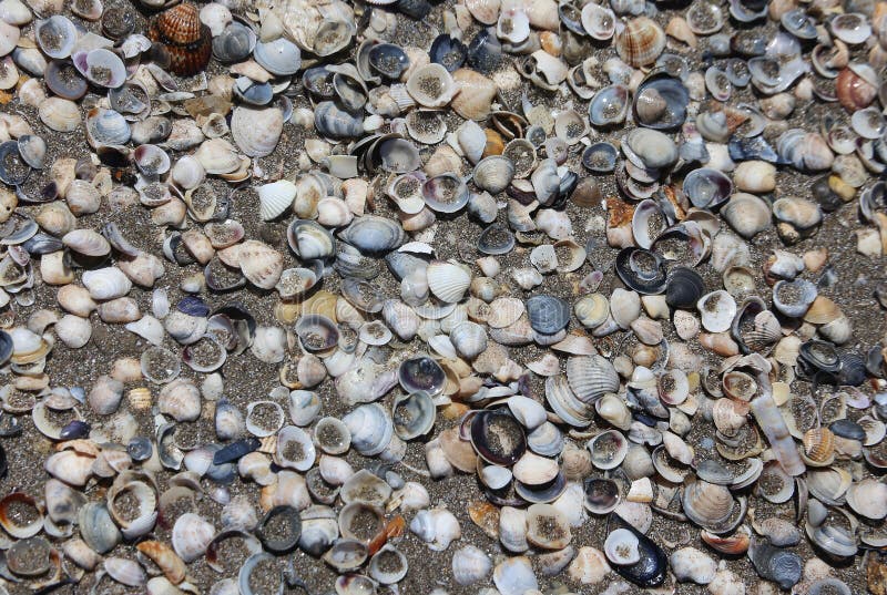 Many Shells on the Shore of the Beach Stock Photo - Image of group ...