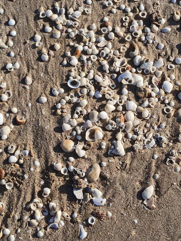 Many Shells after Water Down Stock Photo - Image of water, shells ...
