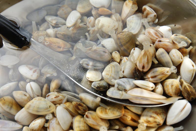 Many shells and water stock image. Image of seafood, taste - 39697423