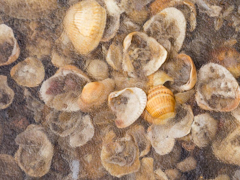 Many shells stock image. Image of background, shells - 52554837