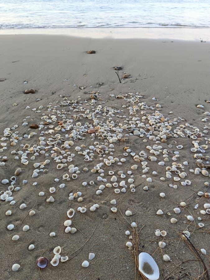 Many Shells Were Washed Up Sea Stock Photos - Free & Royalty-Free Stock ...