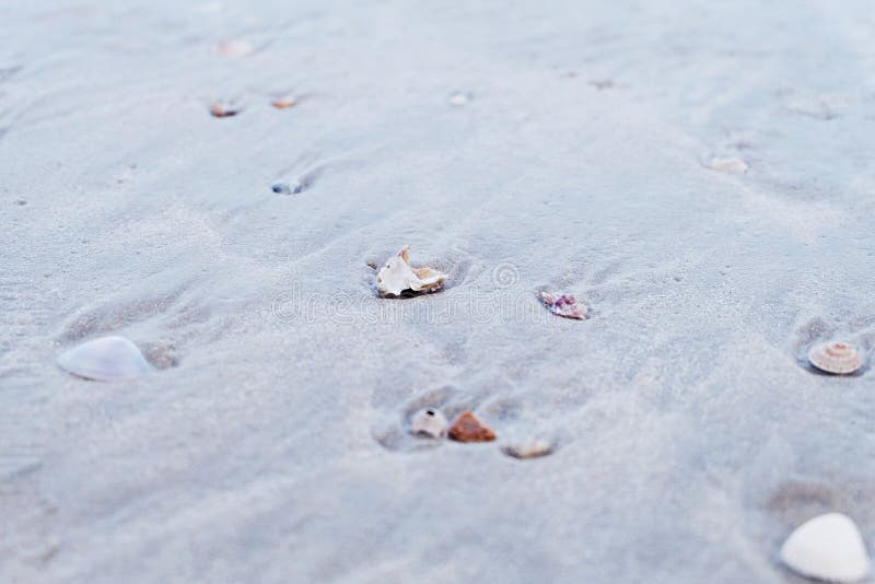 Many Shells on the White Beach. Stock Image - Image of thailand, ocean ...