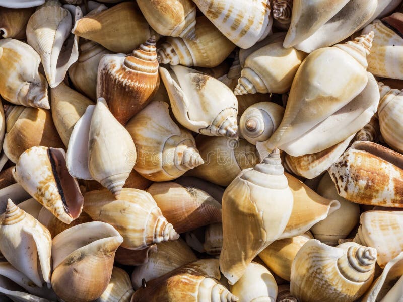 Many Shells White Yellow Close-up Stock Photo - Image of abstract ...