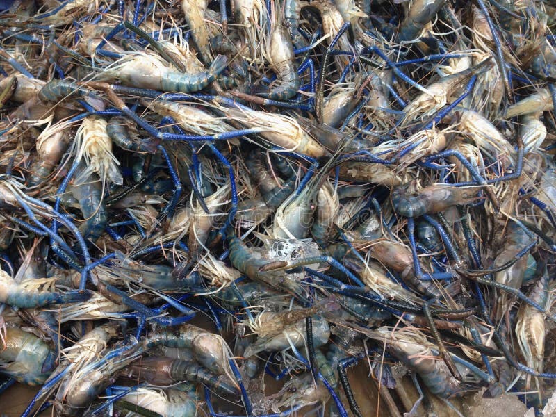 Many Shrimp are Sold in the Market Stock Photo - Image of fresh ...