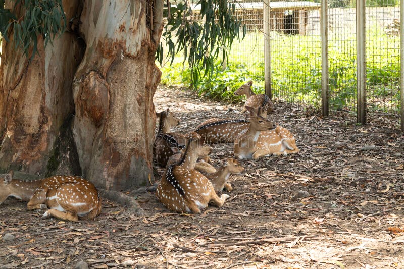 Many Sika Deer Resting Under a Tree on a Hot Day Stock Photo - Image of ...