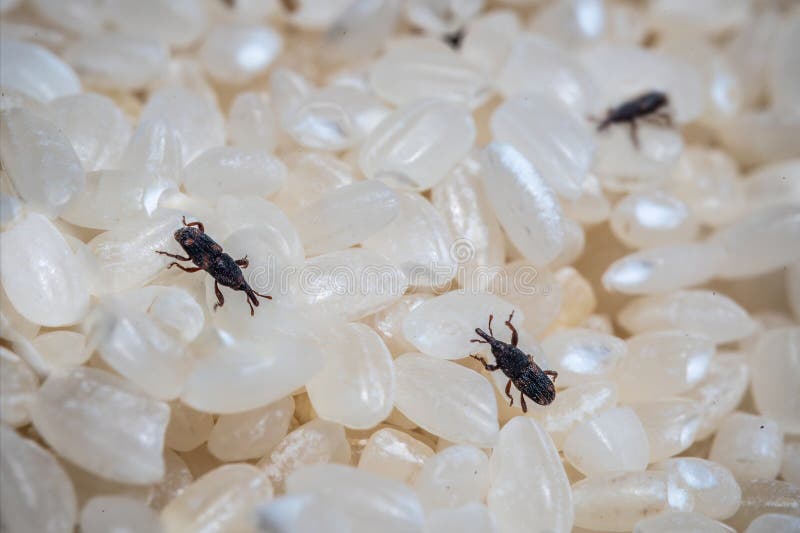 Many Sitophilus Conicollis Bugs on White Rice Stock Photo - Image of ...