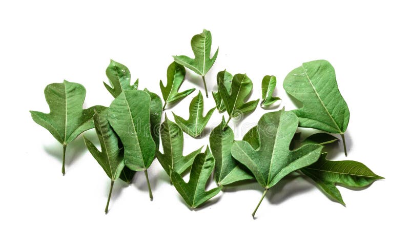 Many leaf at tree stock photo. Image of green, natural - 43506416