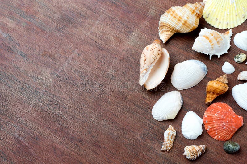 Many Size of Sea Shell on Wood Stock Photo - Image of color, dark: 81811332