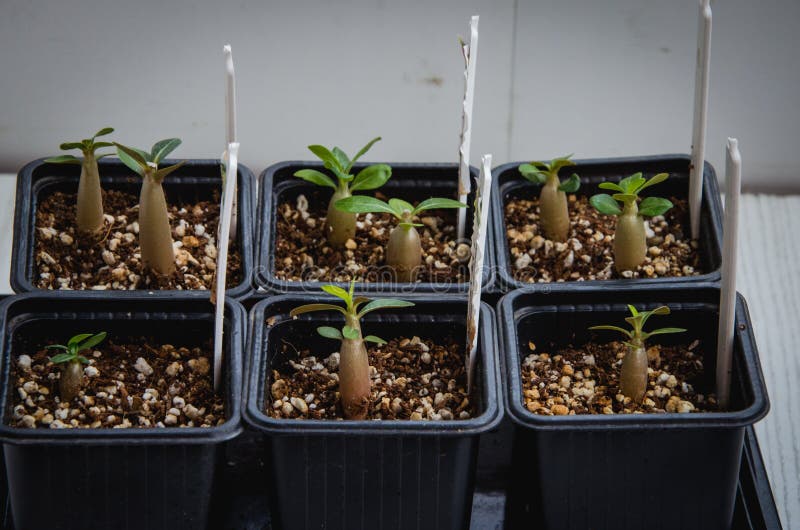 A Many Small Adenium Plants in Pots Stock Photo - Image of desert ...