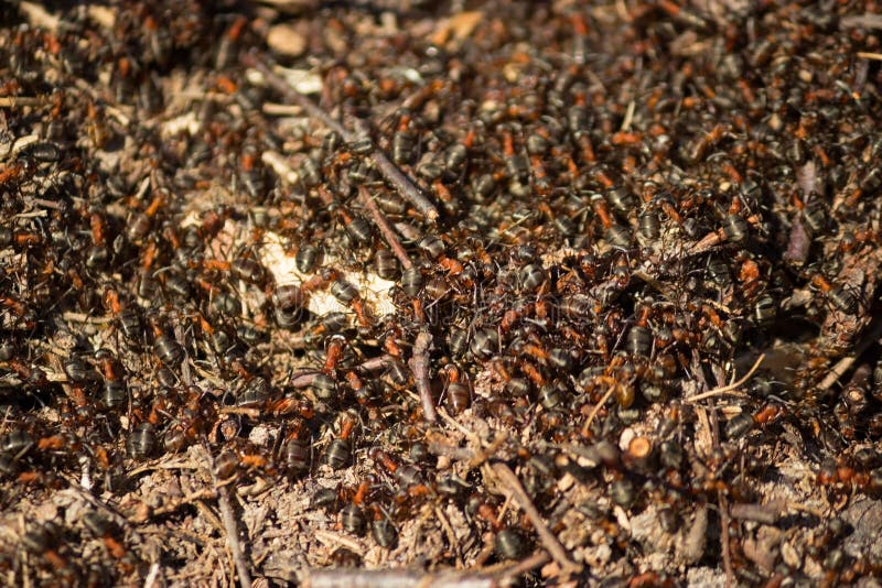 Many small ants stock photo. Image of closeup, africa - 105575200