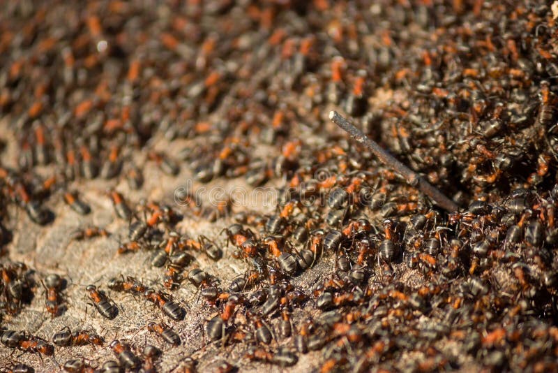 Many small ants stock photo. Image of carpenter, nest - 105575406