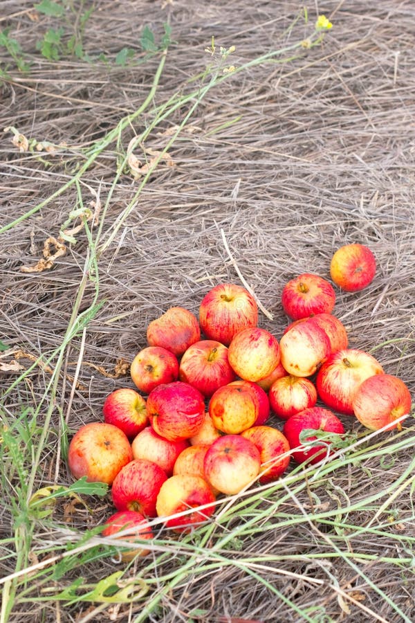 Many small apples stock image. Image of aromatic, summer - 33275119