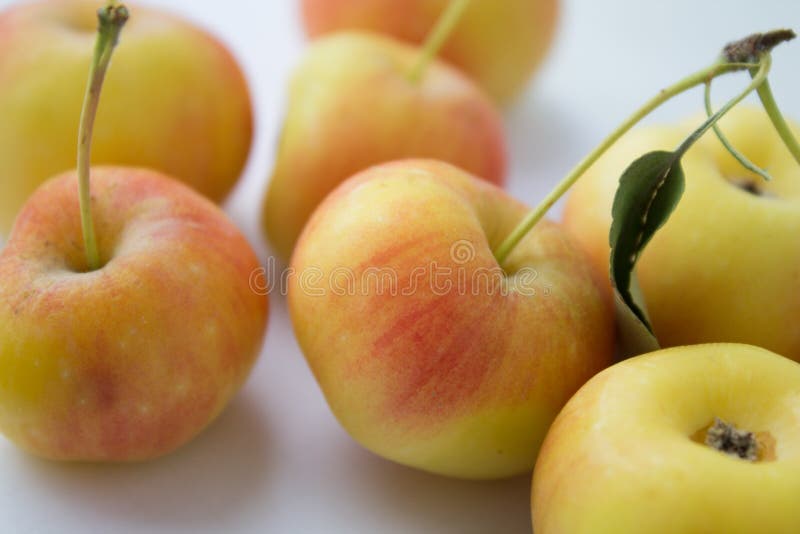 Many small apples in hand stock photo. Image of apples - 125319762