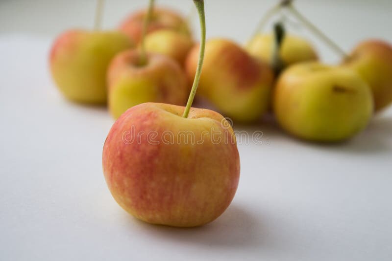 Many small apples in hand stock photo. Image of hand - 125320182