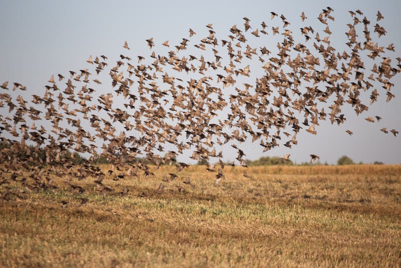 Many Small Birds Fly Over the Field Stock Photo - Image of mood, blue ...
