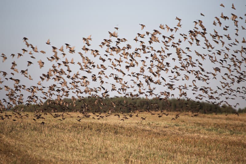 Many Small Birds Fly Over the Field Stock Photo - Image of flock ...