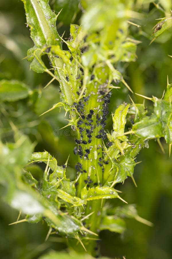 Many Small Black Insects on the Plants Stock Image - Image of detail ...