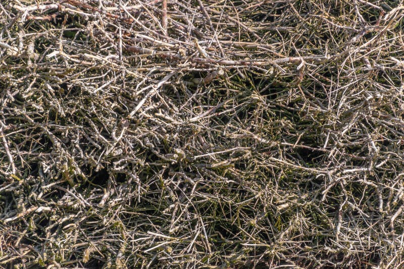 Many Small Branches in One Pile. Background Stock Image - Image of ...