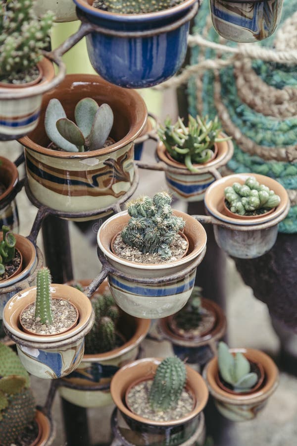 Many Small Cactus Plants on Ceramic Pots Stock Photo - Image of garden ...