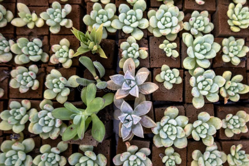 Many Small Cactus Plants - Potted Cacti Plant Collection Stock Image ...