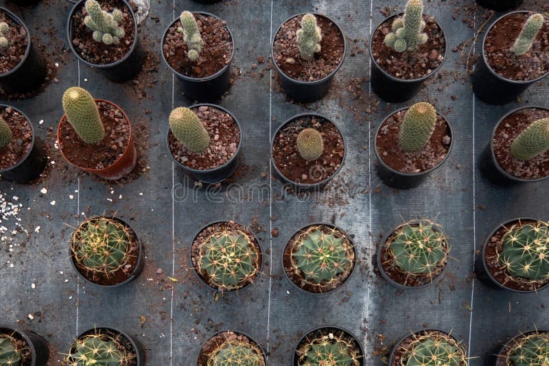 Many Small Cactus Plants - Potted Cacti Plant Collection Stock Image ...