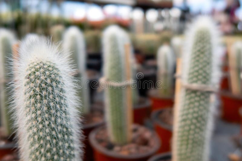 Many Small Cactus Plants - Potted Cacti Plant Collection Stock Photo ...