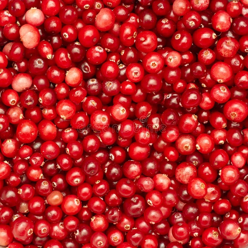 Cranberry wallpaper stock photo. Image of fruit, life - 16510884