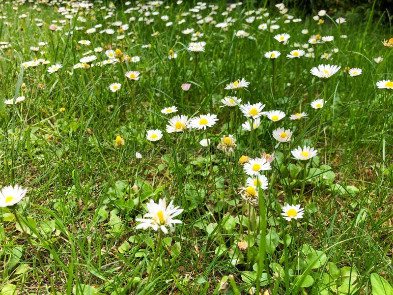 Many Small Daisies on a Meadow Stock Image - Image of flowers, fresh ...