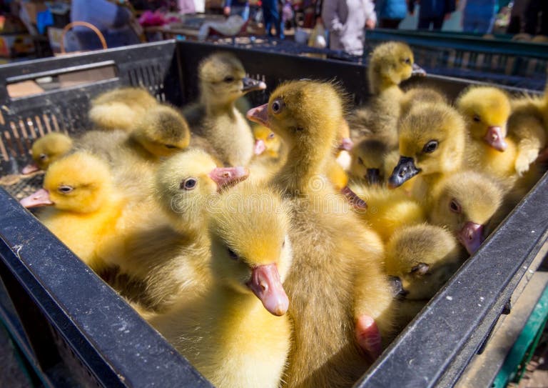 Many Small Ducklings are Sitting in a Plastic Box Stock Image - Image ...