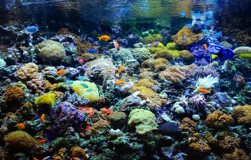 Many Small Fish in the Coral Reef Stock Photo - Image of aquarium ...